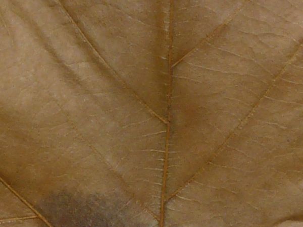 texture 0002 - Texturelib